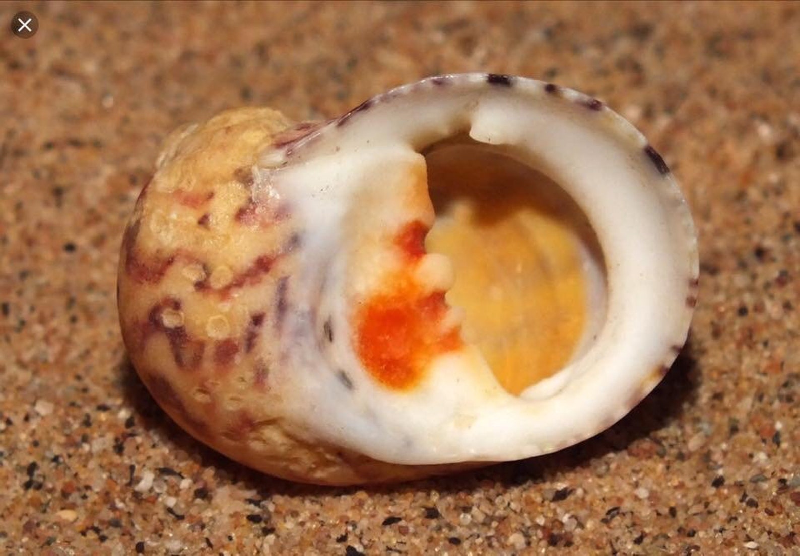 Bleeding Teeth Nerite Seashells for Crafts, Weddings, Favors, Gift ...