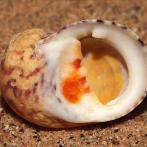 Bleeding Teeth Nerite Seashells for Crafts, Weddings, Favors, Gift ...