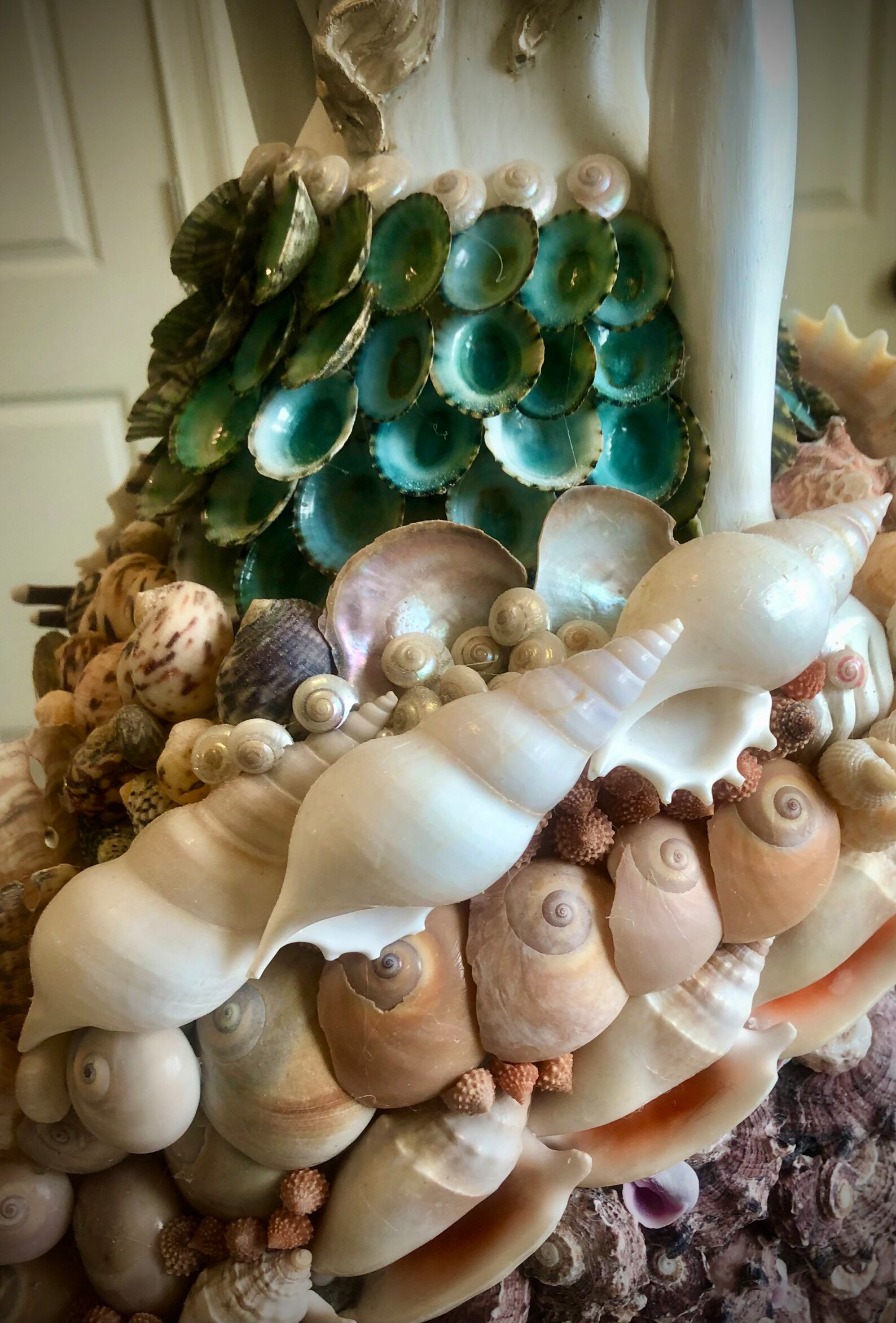 Bleeding Teeth Nerite Seashells for Crafts, Weddings, Favors, Gift ...