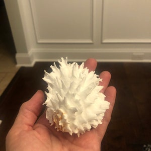 Chama Lazarus Jewel Box Pair for Shell Art, Artists, Crafts, Sailors ...