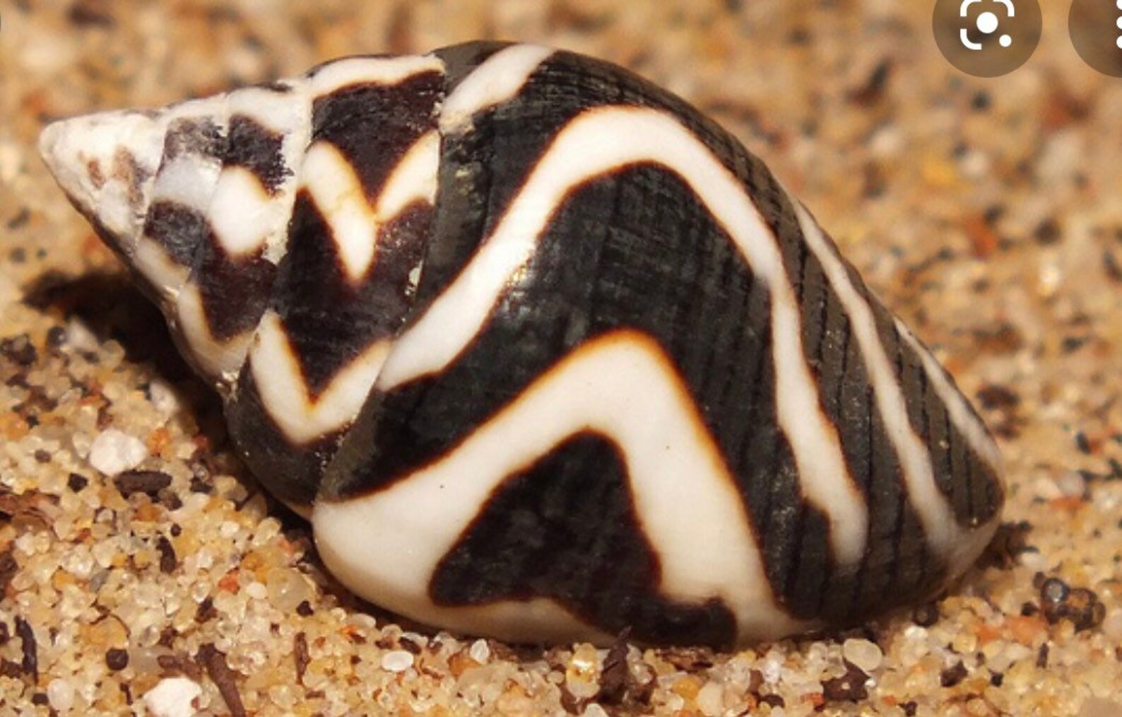 FREE SHIPPING Lightening Dove Shells pyrene Shells for - Etsy