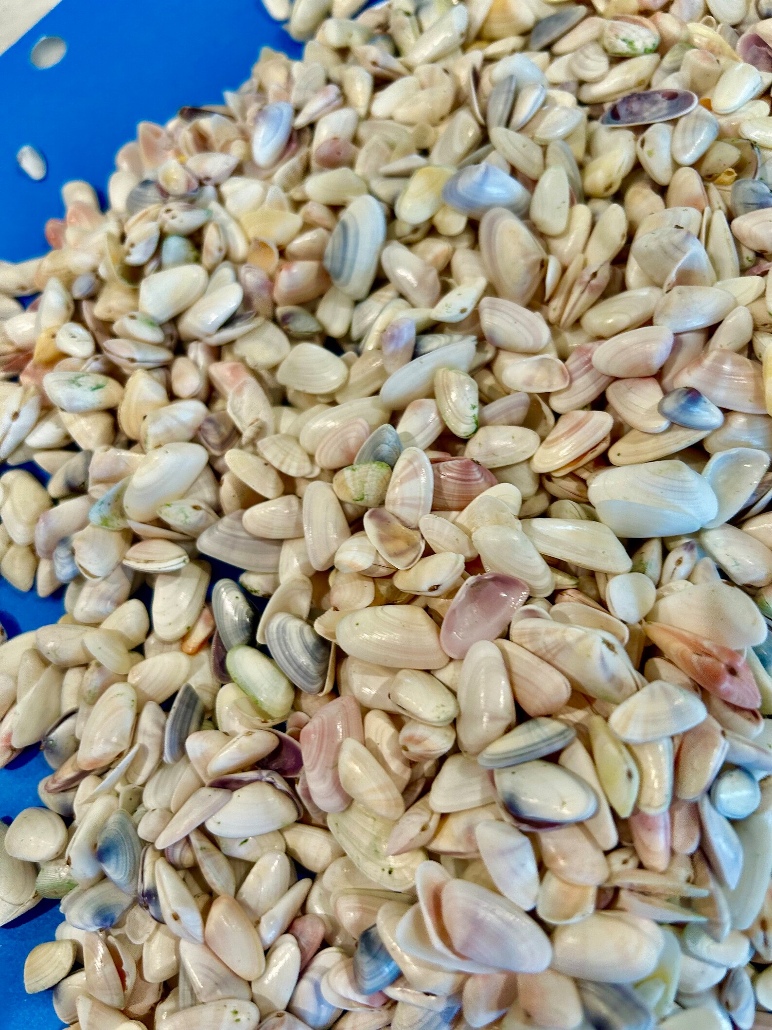 FREE SHIPPING, Vintage Pastel Coquina Shells for Sailors Valentines ...