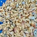 FREE SHIPPING, Vintage Pastel Coquina Shells for Sailors Valentines ...