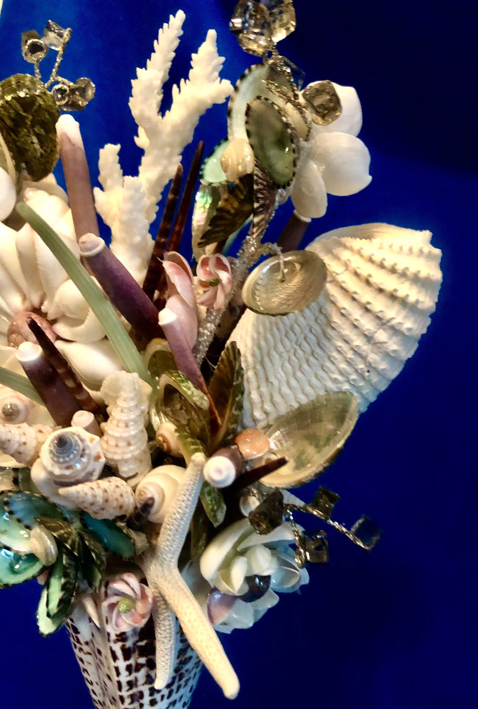 White Angel Wing Seashells for Crafts Shell Art Sailor's - Etsy