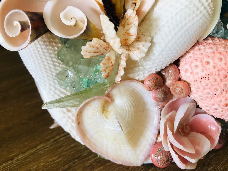 Medium True Heart Cockles for Home Decor, Crafts, Sailors Valentine’s ...