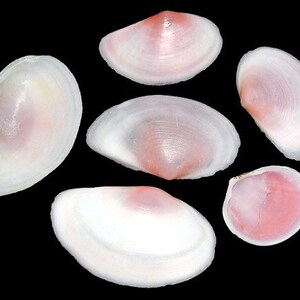 FREE SHIPPING, Rose Tellin Sea Shells for Crafts, Beach Decor, Wedding ...