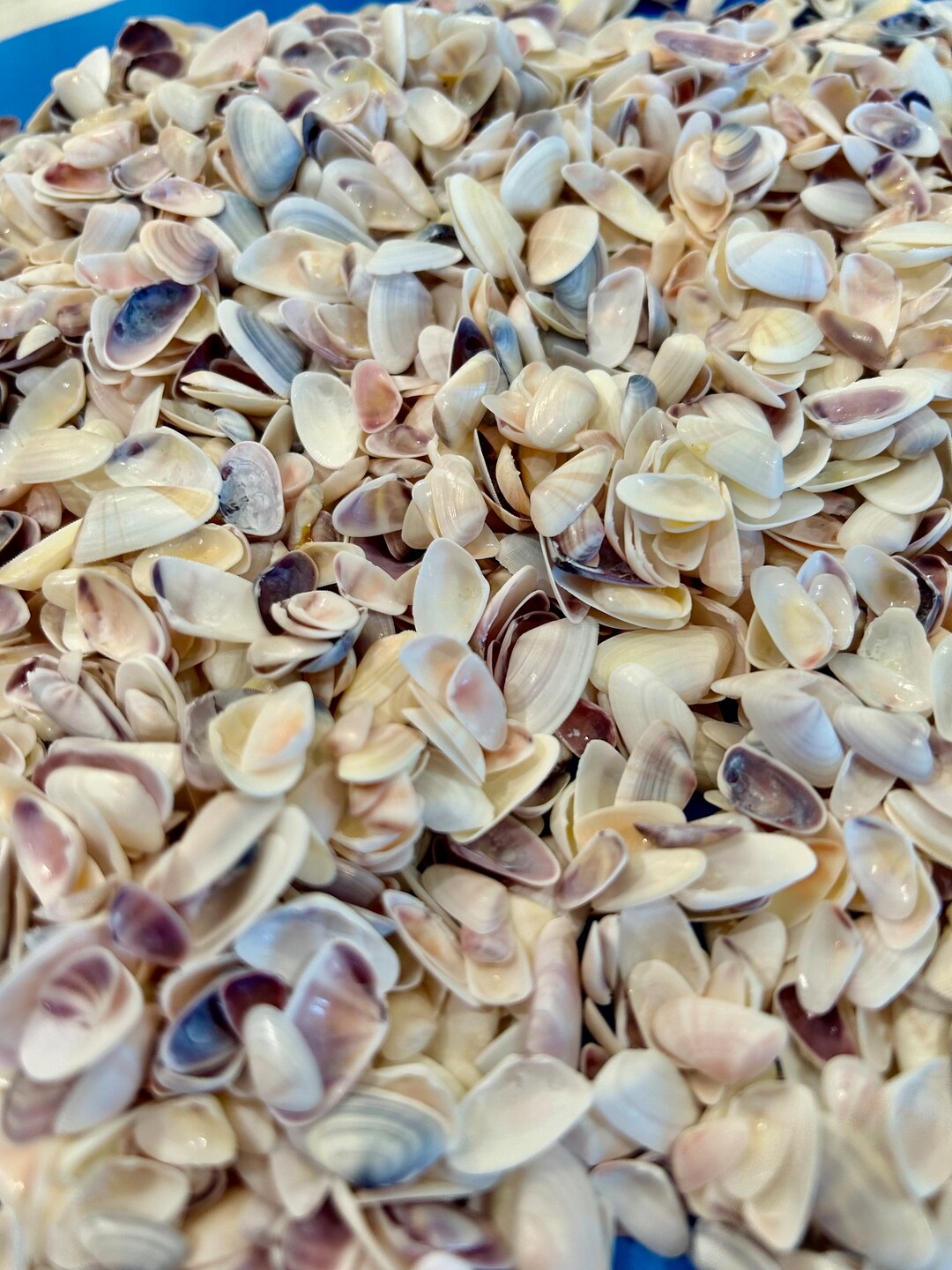 FREE SHIPPING, Vintage Pastel Coquina Shells for Sailors Valentines ...