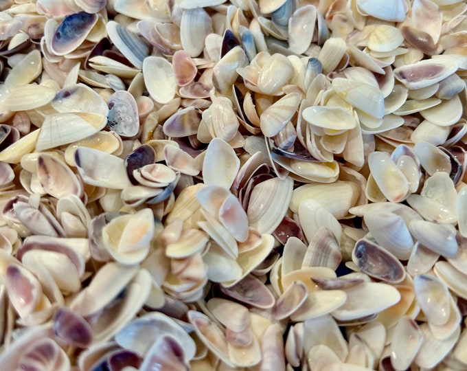 FREE SHIPPING, Vintage Pastel Coquina Shells for Sailors Valentines ...