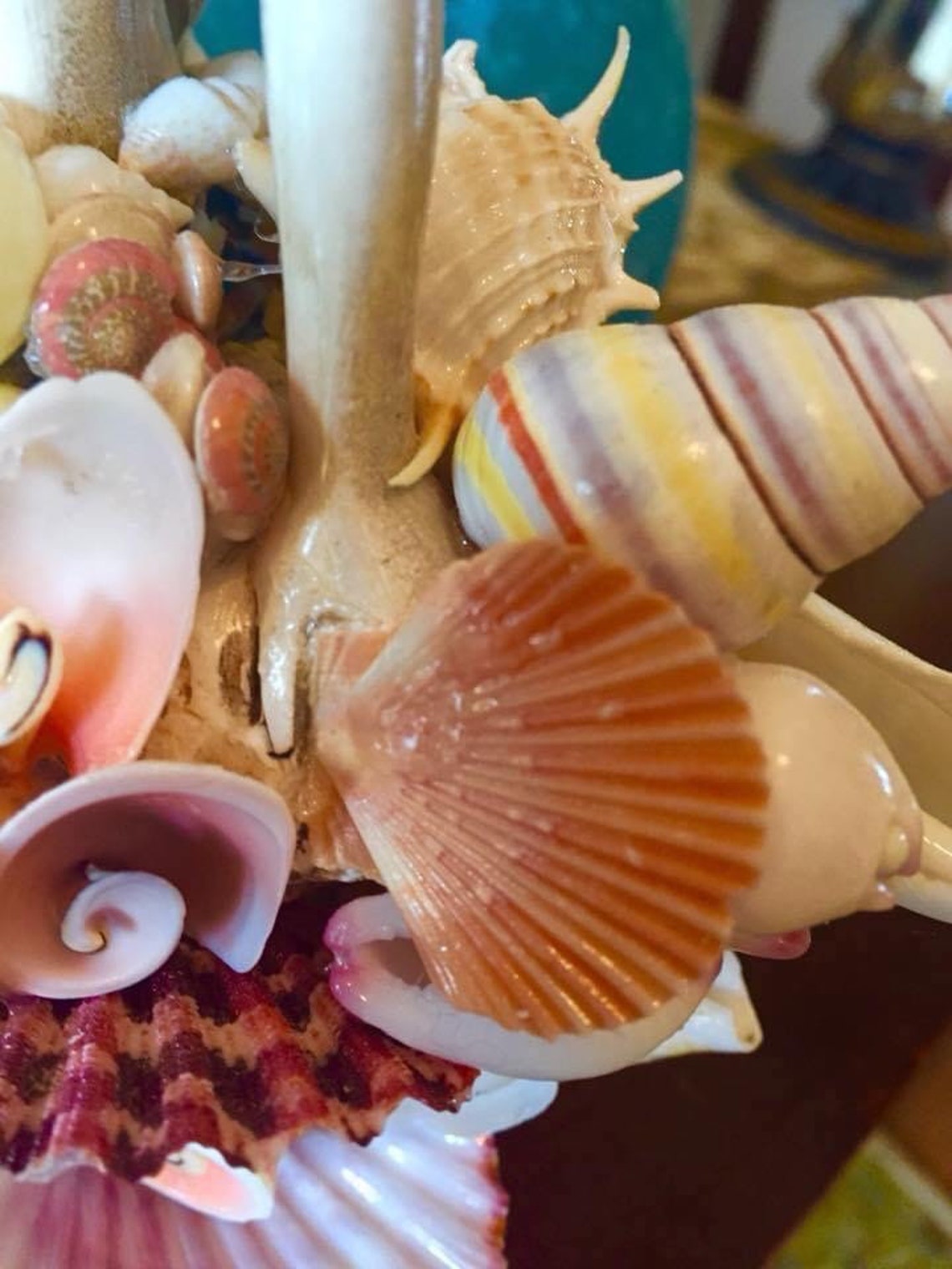 Haitian Candy Seashells for Sailors Valentines, Shell Art, Crafts ...