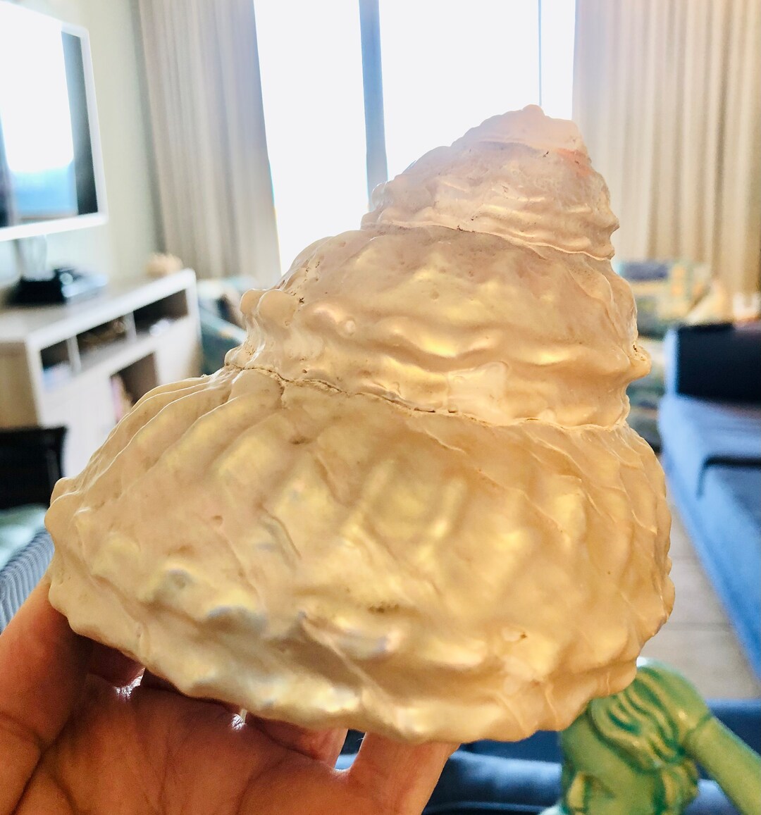 Wavy Polished Megastrea Shells, 4-5 Inches for Home Decor, Wedding ...