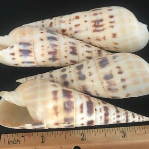 Terebra Maculata Shells for Shell Art, Sailors Valentines, Collections ...
