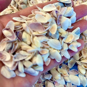 FREE SHIPPING, Vintage Pastel Coquina Shells for Sailors Valentines ...