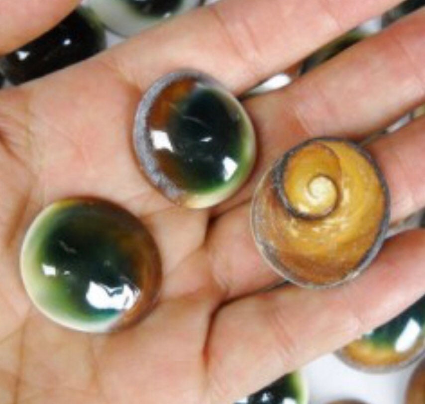 Green Turbo Operculum Cats Eye Shiva Shell for Crafts Shell - Etsy