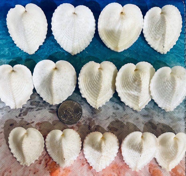 Medium True Heart Cockles for Home Decor, Crafts, Sailors Valentine’s ...