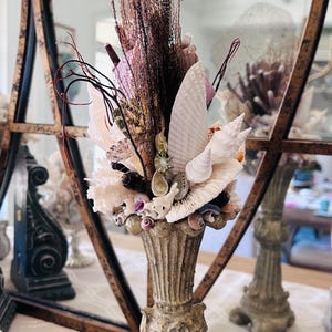 Small Shark Eye Shells for Crafts, Shell Art, Sailors Valentine ...