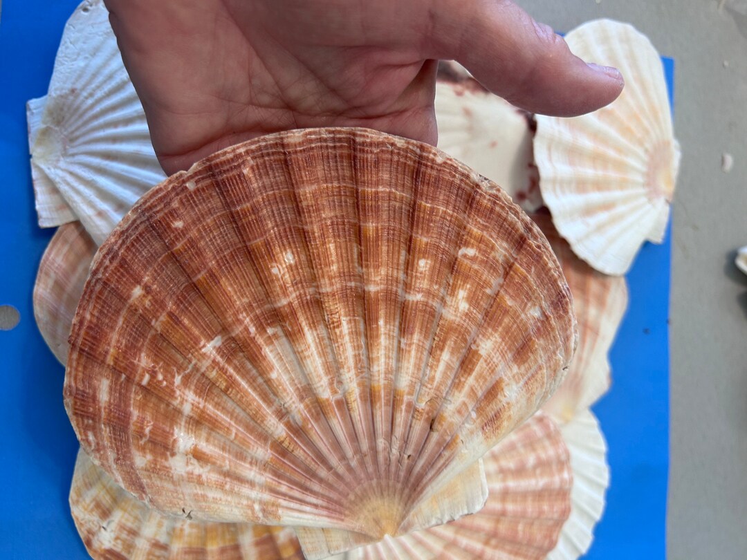 Large Irish Flat Shells for Crafts, Shell Art, Sailors Valentines, Home ...
