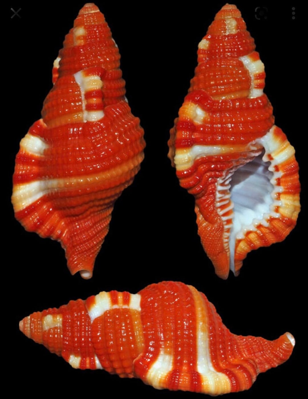 Robin Redbreasted Triton Seashell, Cymatium Rubeculum, for Shell Art ...