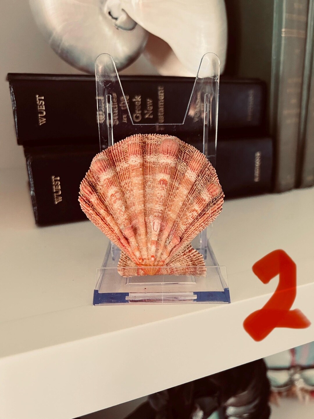 Lion’s Paw Shell (nodipectin Nodosus) for Shell Art, Sailors Valentines ...