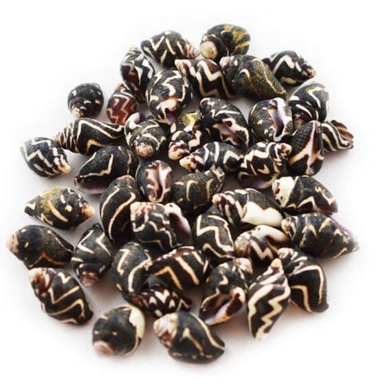 FREE SHIPPING Lightening Dove Shells pyrene Shells for | Etsy