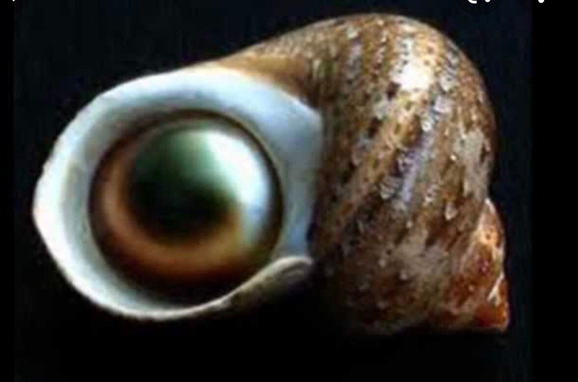 Green Turbo Operculum Cats Eye Shiva Shell for Crafts Shell - Etsy