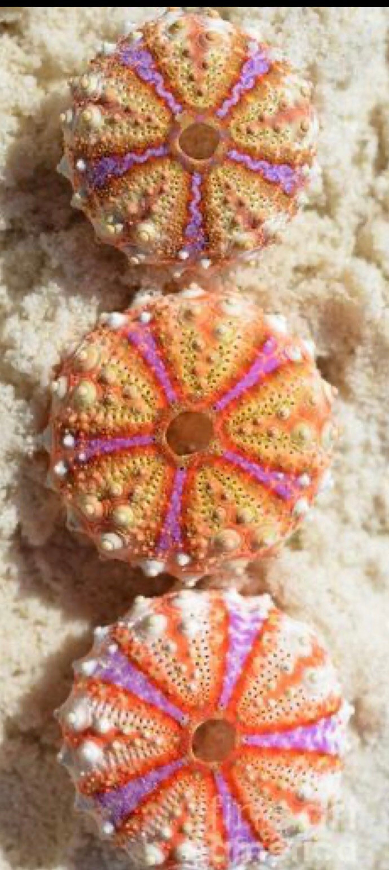 Deep Sea Urchin Coelopleurus Mailardi for Shell Artists - Etsy