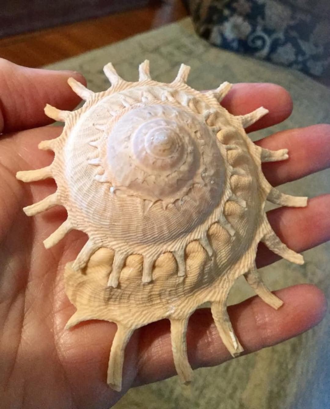 Starburst Carrier Shell (stellaria Solaris) for Coastal Home Decor ...