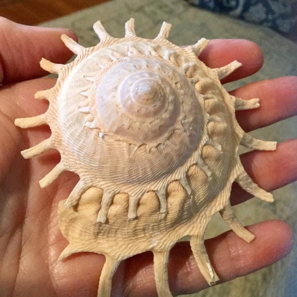 Kahelelani Shells - Etsy