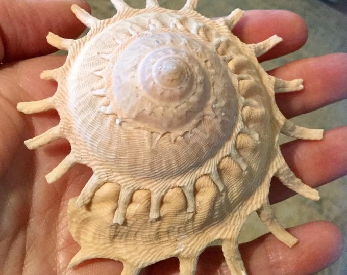 Starburst Carrier Shell stellaria Solaris for Coastal Home Decor ...