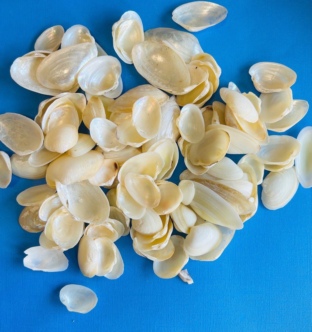 Pearlized Clam Seashells FREE DOMESTIC Shipping!--for Shell Art, Sailor ...