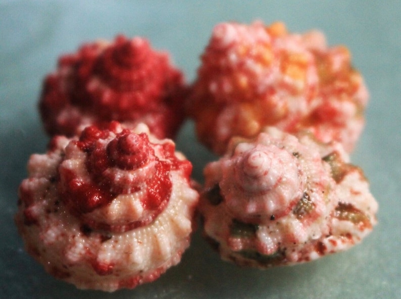 Set of 2 TROCHUS FERREIRAI Top Shells-very Unique for Crafts - Etsy