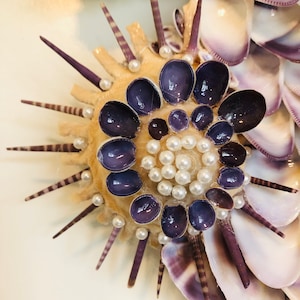 Starburst Carrier Shell (stellaria Solaris) for Coastal Home Decor ...