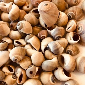 Small Shark Eye Shells for Crafts, Shell Art, Sailors Valentine ...