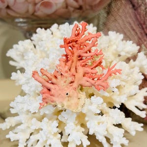 ShellandSeaCreations - Etsy