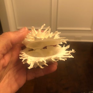 Chama Lazarus Jewel Box Pair for Shell Art, Artists, Crafts, Sailors ...