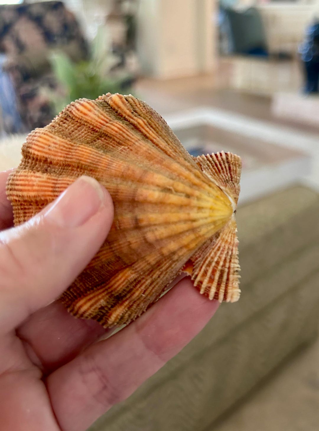 Lions Paw Shell nodipectin Nodosus for Shell Art, Sailors Valentines ...