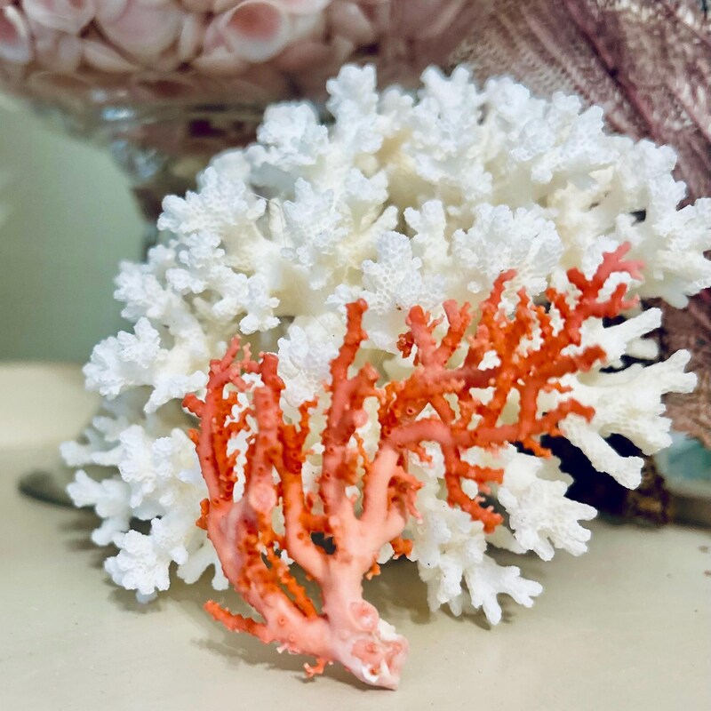 ShellandSeaCreations - Etsy