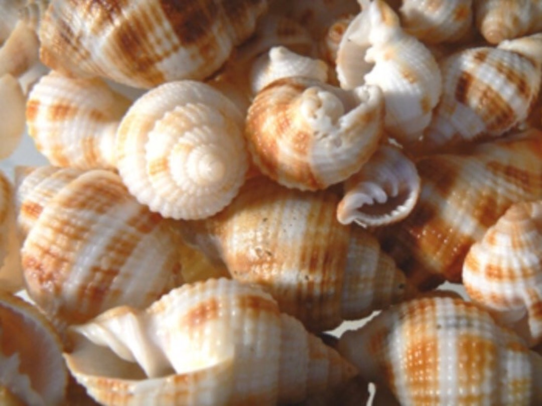 Sanibel Nutmeg Shells for Shell Art, Sailors Valentines, Crafts, Art ...