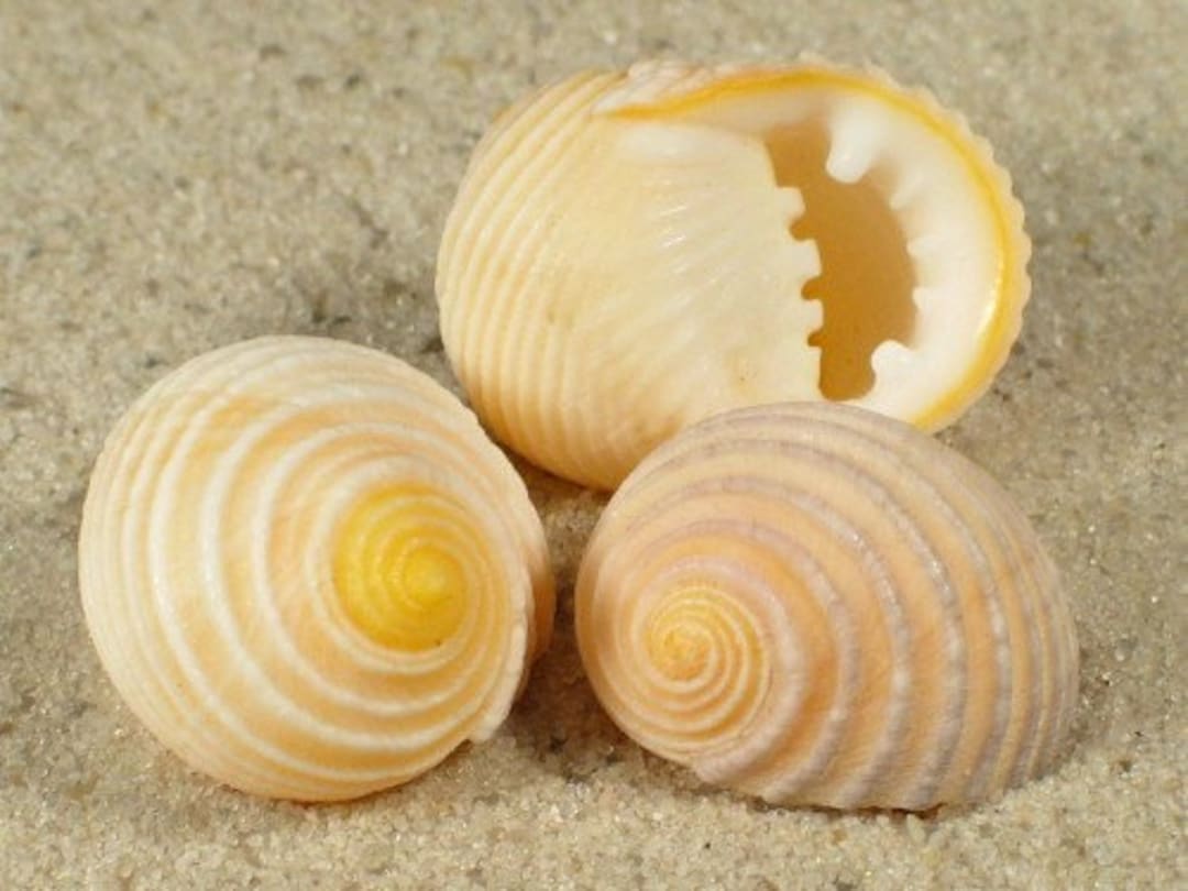Pleated Nerite (plicata Nerite) Seashells for Crafts, Weddings, Shell Art, Sailors Valentines ...