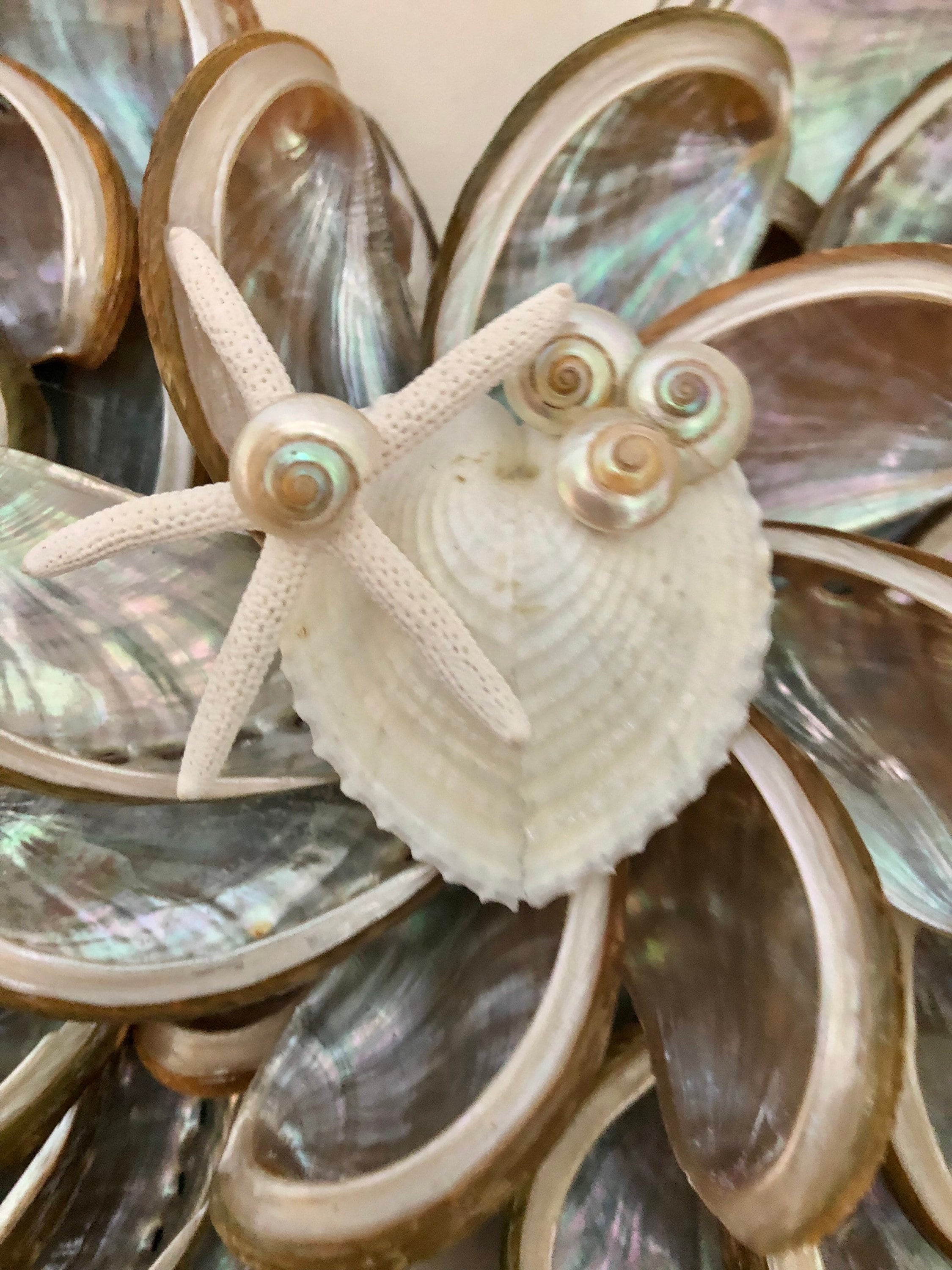 Abalone Seashell Angel Wings for Home Coastal Wall Beach - Etsy
