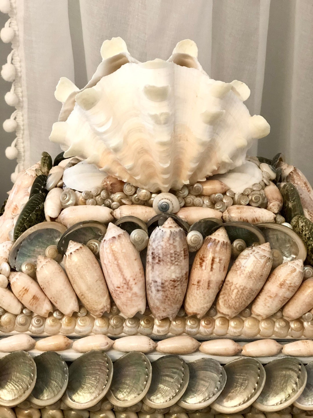 Set of 20 Lettered Olive Seashells, 1-2 1/2 Inches Each, for Crafts ...
