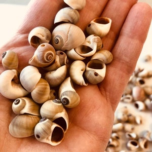 Small Shark Eye Shells for Crafts, Shell Art, Sailors Valentine ...