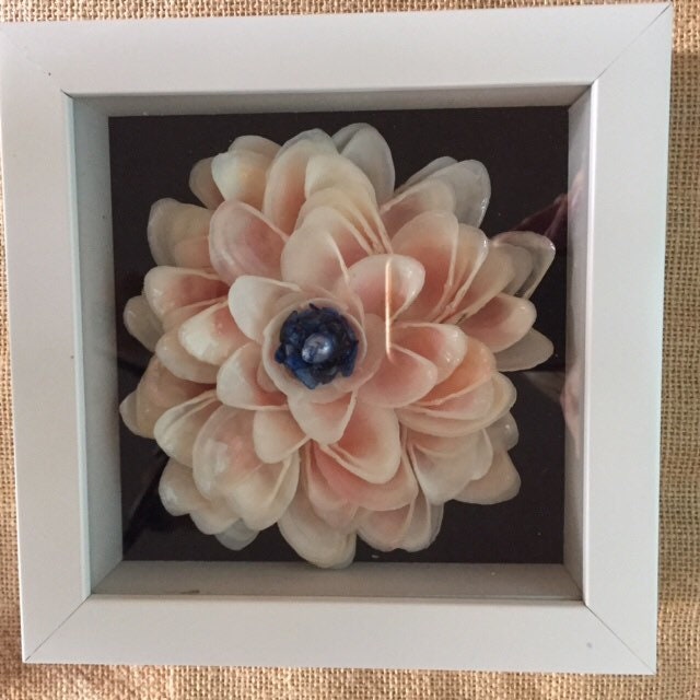 FREE SHIPPING Rose Tellin Sea Shells for Crafts Beach Decor - Etsy