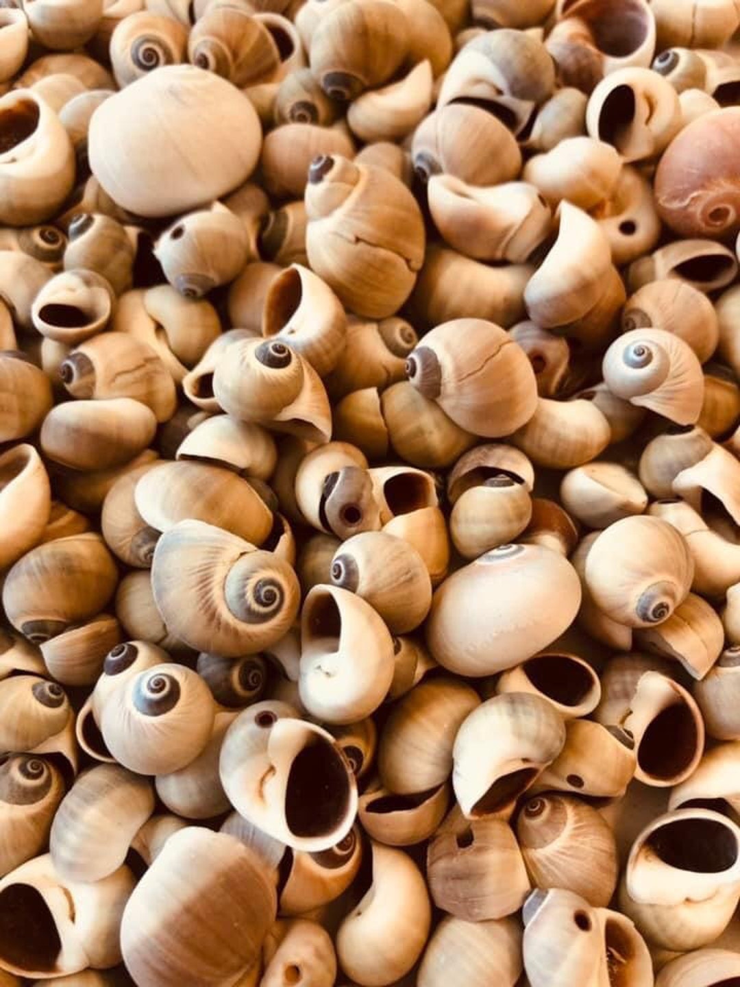 Small Shark Eye Shells for Crafts, Shell Art, Sailors Valentine ...