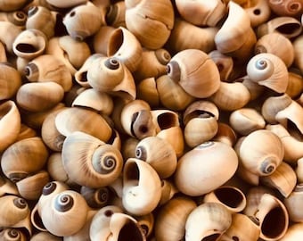 Spirula Spirula Shells for Sailors Valentines, Shell Art, Collections ...