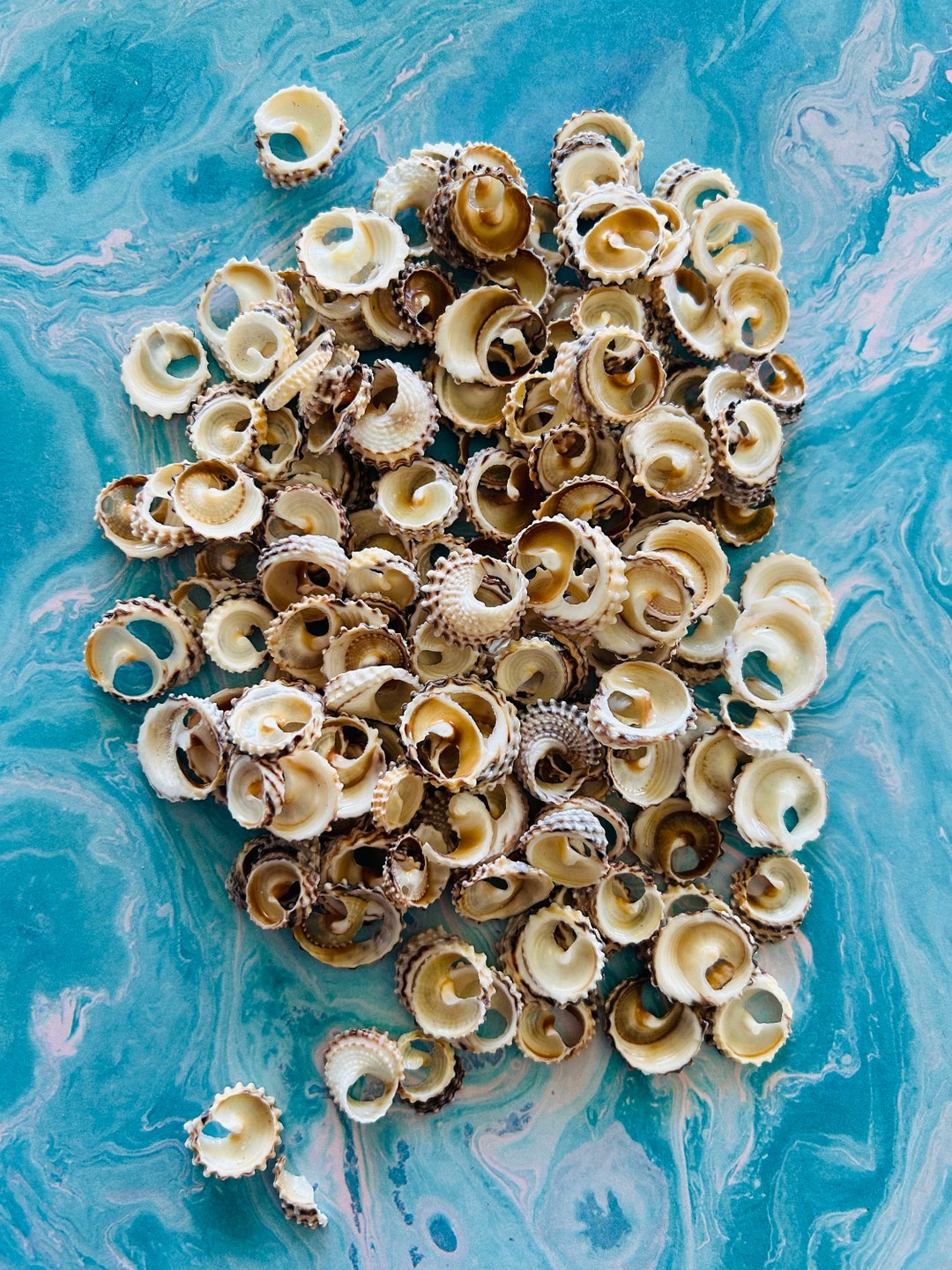 Swirl Cut Top Seashells for Crafts, Home Decor, Seashell Flowers ...