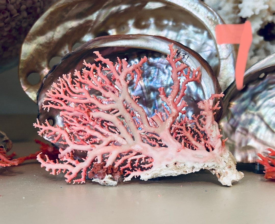 Rare Pink Stylaster Coral 7 Stylaster Roseus Rose Lace - Etsy