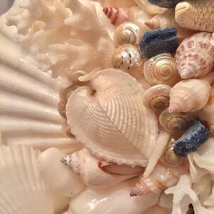 Large True Heart Cockles for Home Decor, Crafts, Sailors Valentine’s ...