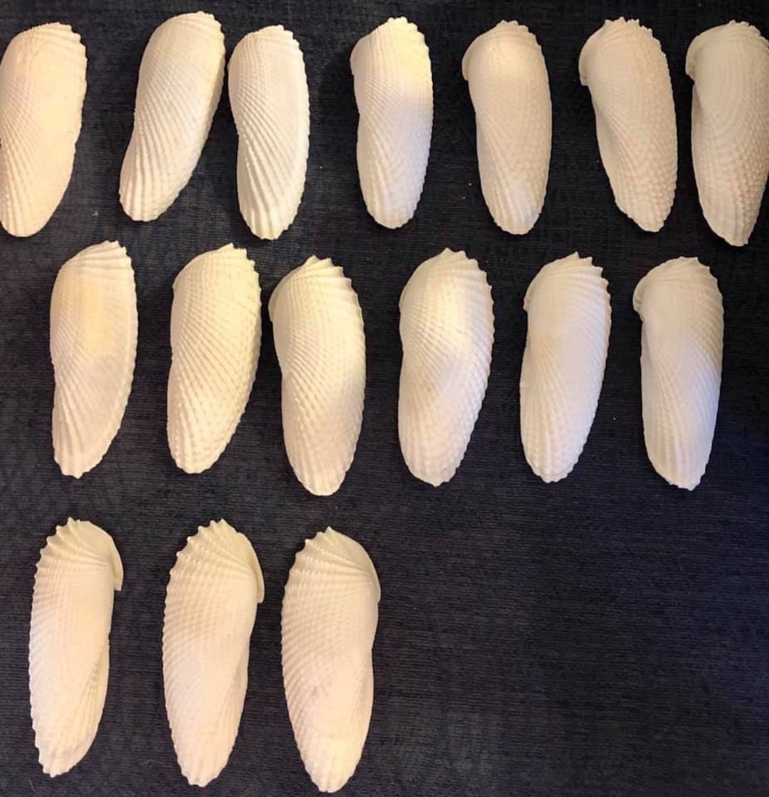 White Angel Wing Seashells for Crafts, Shell Art, Sailor's Valentines ...