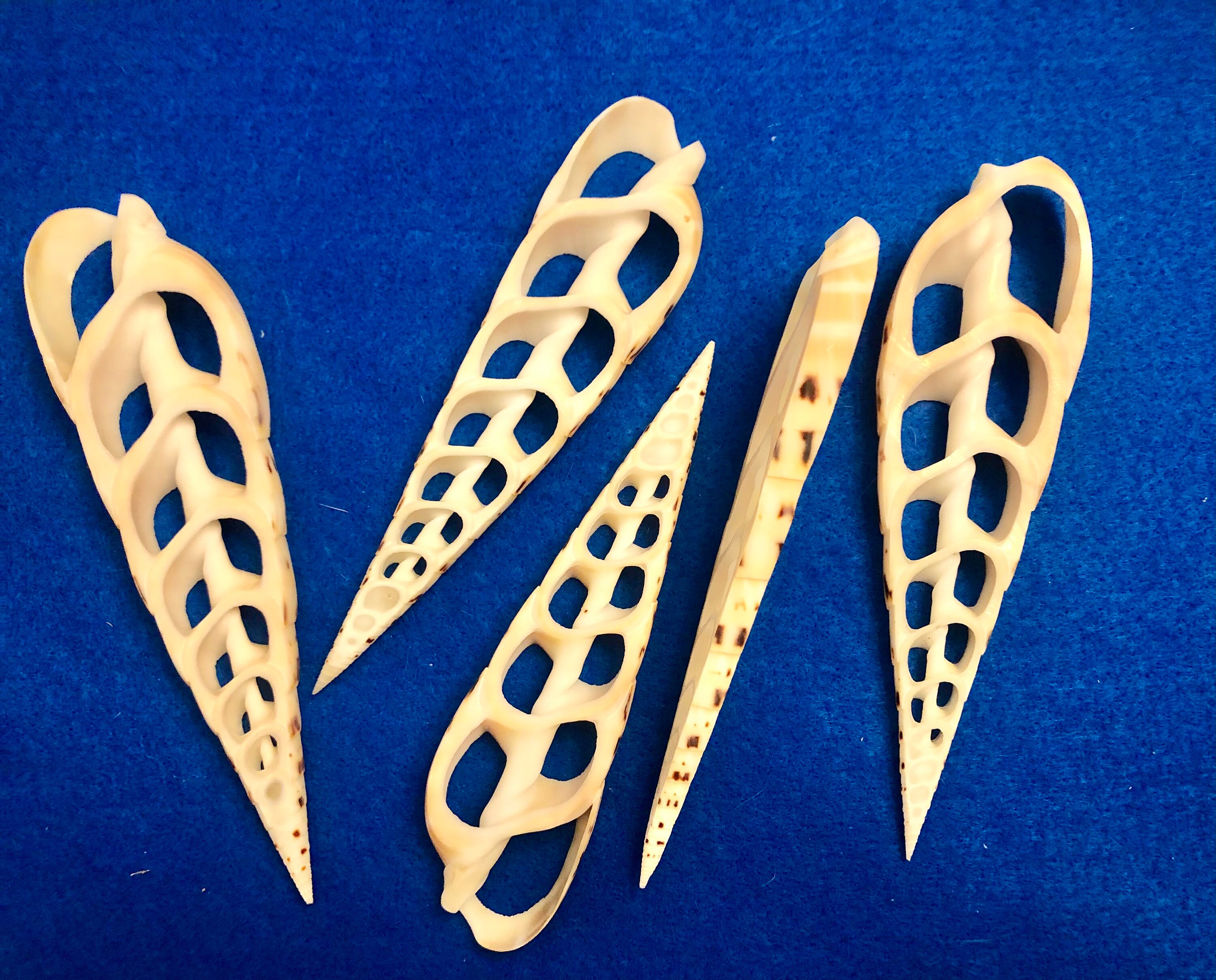 Sliced Center Cut Marlin Spike Shells for Crafts Shell Art - Etsy