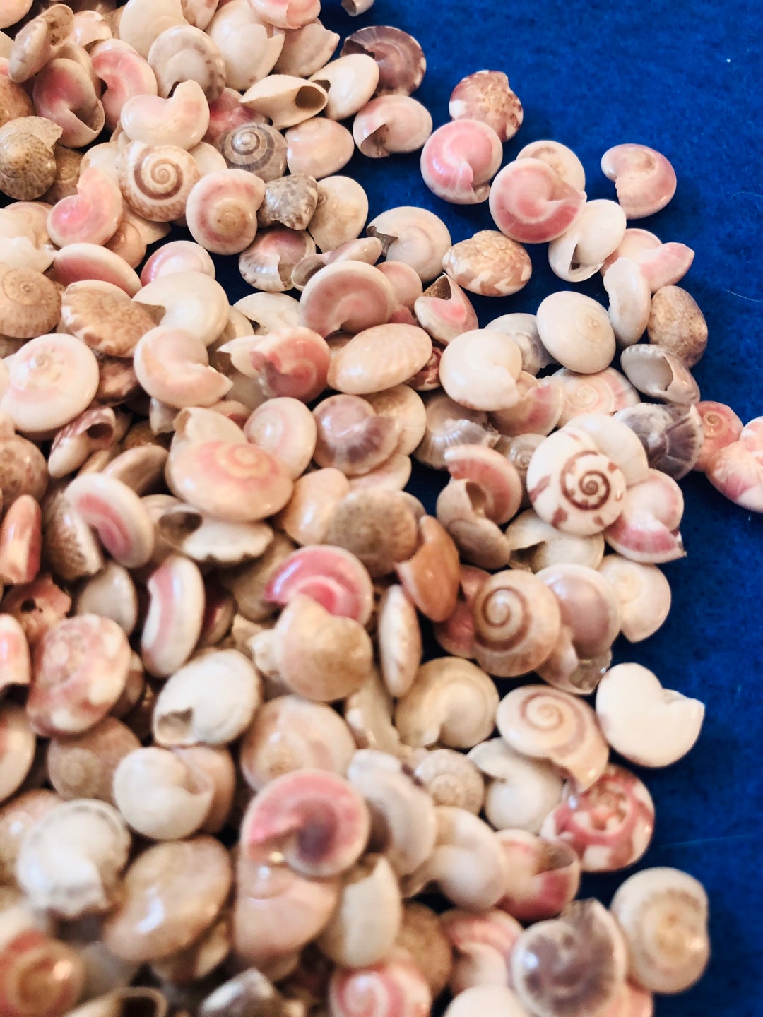 Multi Colored Umbonium Seashells for Crafts, Home Decor, Weddings ...